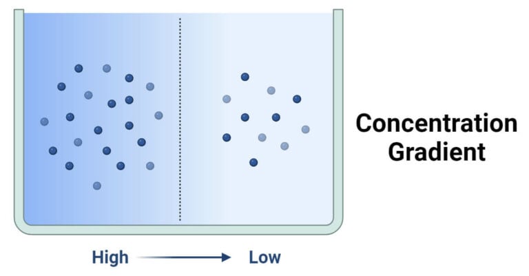 Concentration Gradient Definition Factors Applications