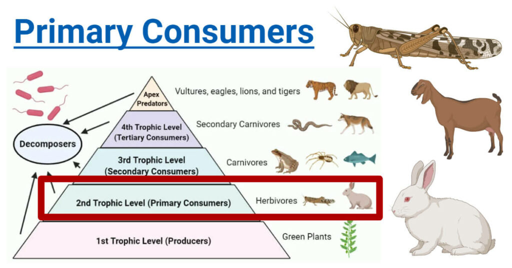 Primary Consumers In Ecosystems Roles Examples