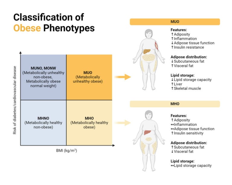 Fat Cells: Definition, Types, Structure, Functions, Diseases
