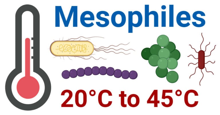 Mesophiles: Definition, Habitat, Examples, Advantages