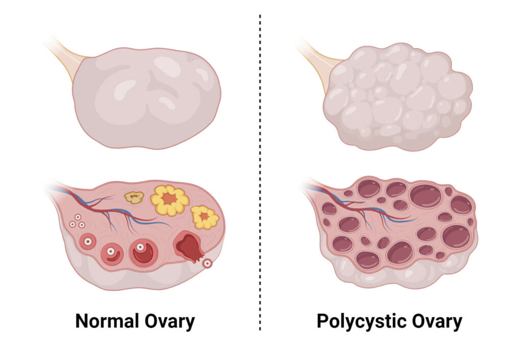 Egg Cell: Structure, Types, Functions and Oogenesis