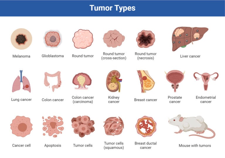 Cancer Cells Definition Morphology Types Development cancer-cells-definition-morphology-types-development