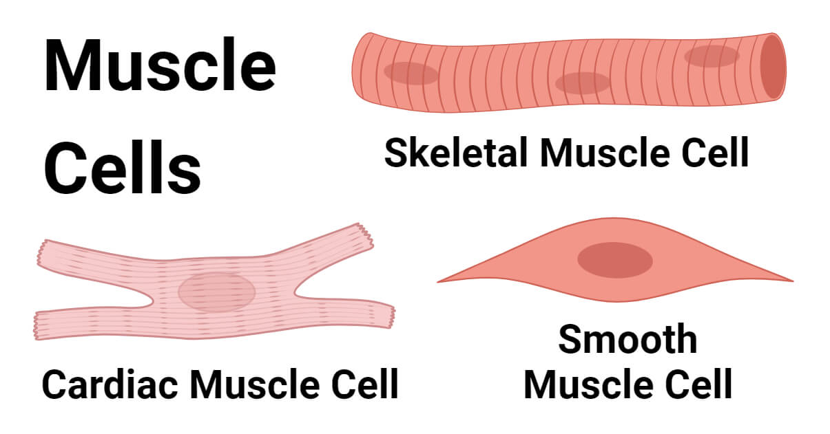 Muscle Cells Types Structure Functions Diseases