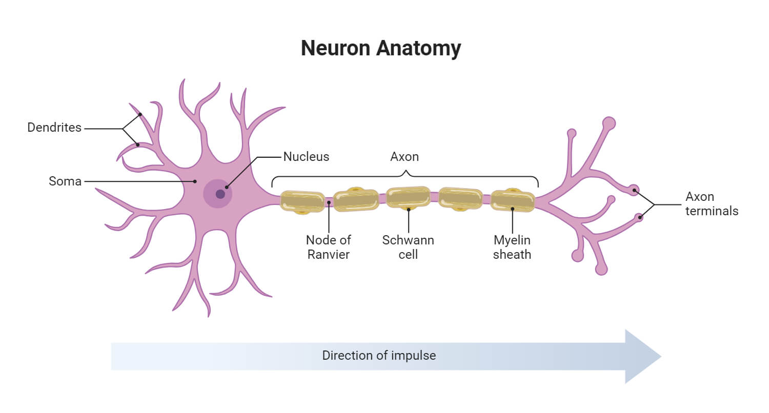 Nerve Cells Neurons Types Structure Functions Diseases Nerve Cells Neurons Types Structure Functions Diseases