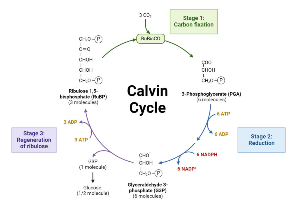 Light Reaction and Dark Reaction of Photosynthesis