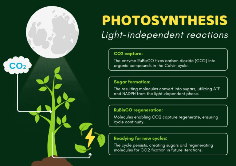 Light Reaction and Dark Reaction of Photosynthesis