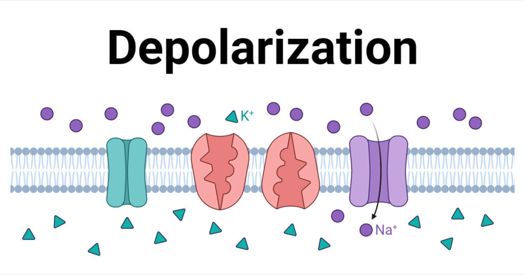 Depolarization Definition Mechanism Vs Repolarization Depolarization Definition Mechanism Vs Repolarization