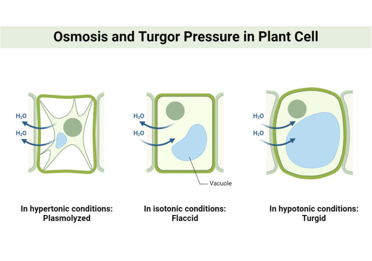 Plant Physiology: Understanding the Life Processes of Plants