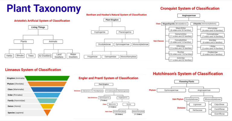 Plant Taxonomy Definition Terms Classifications 