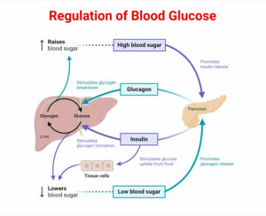 Pancreatic Cells: Types, Structure, Functions, Diseases