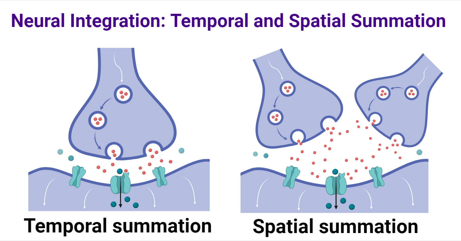 Neurophysiology Summation Neurophysiology Summation