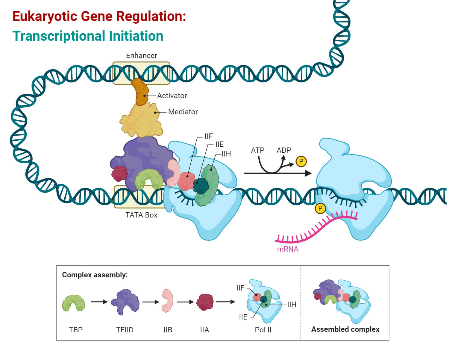 Eukaryotic Transcription Enzymes Features Steps Uses
