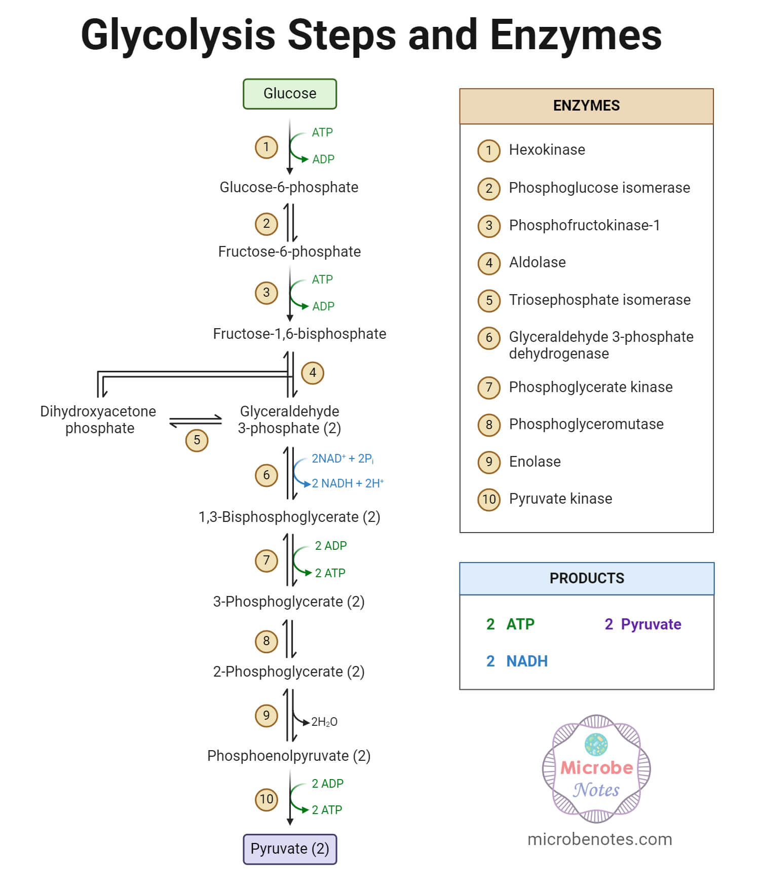 Plant Respiration Key Steps Equation Factors Importance Plant Respiration Key Steps Equation Factors Importance