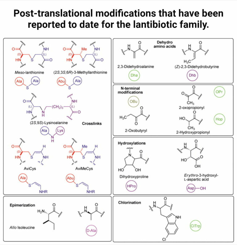 Bacteriocins and Lantibiotics: Class, Functions, Examples