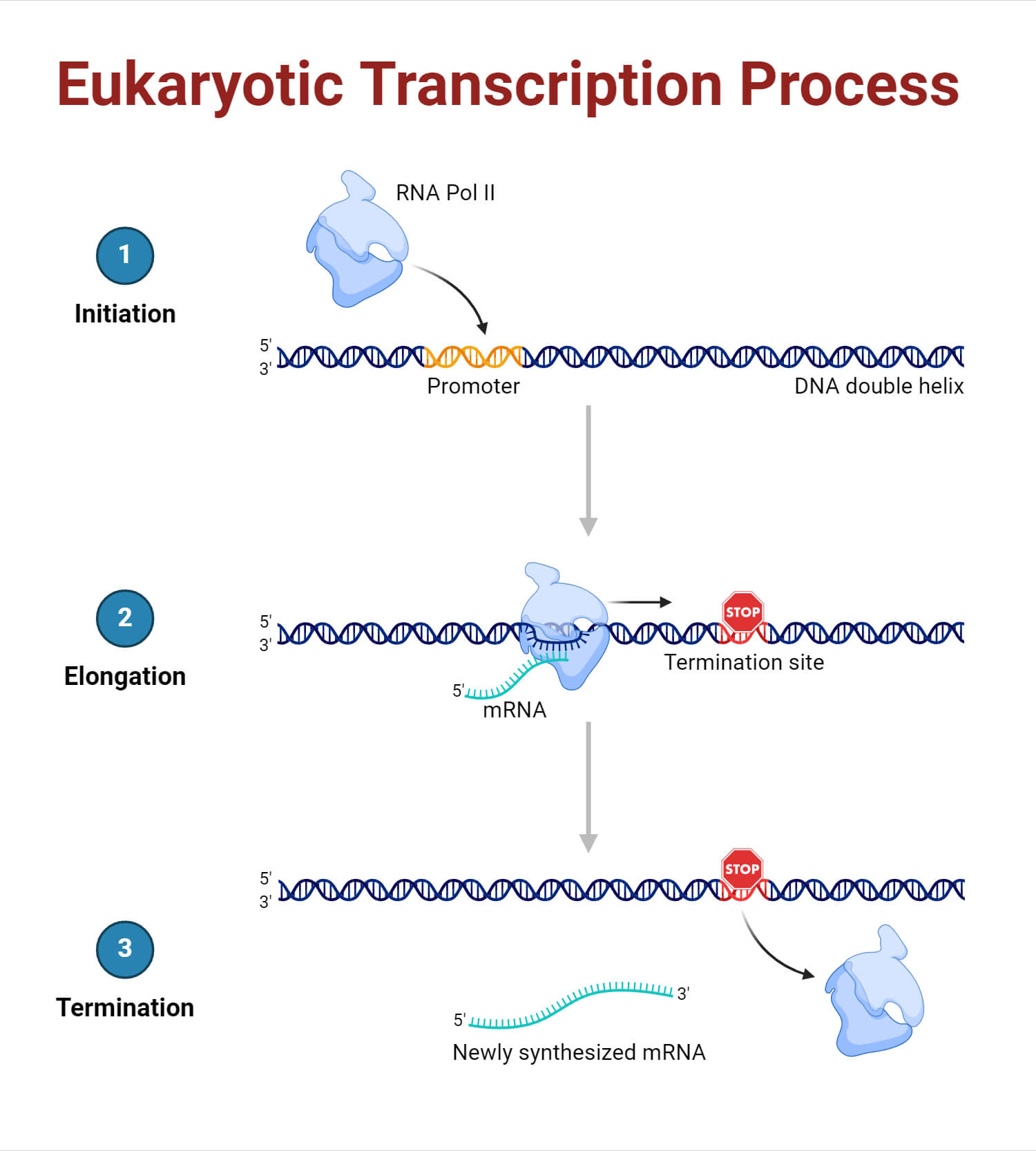 Eukaryotic Transcription Enzymes Features Steps Uses Eukaryotic Transcription Enzymes Features Steps Uses