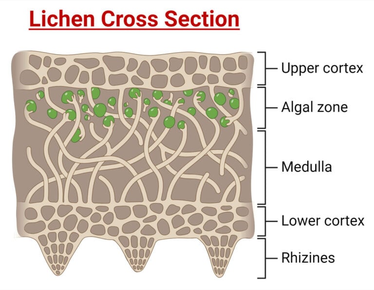 Lichens: Characteristics, Types, Structure, Reproduction, Uses
