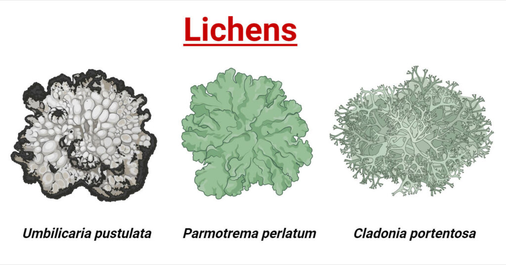 Lichens: Characteristics, Types, Structure, Reproduction, Uses