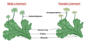 Liverworts: Characteristics, Reproduction, Economic Importance