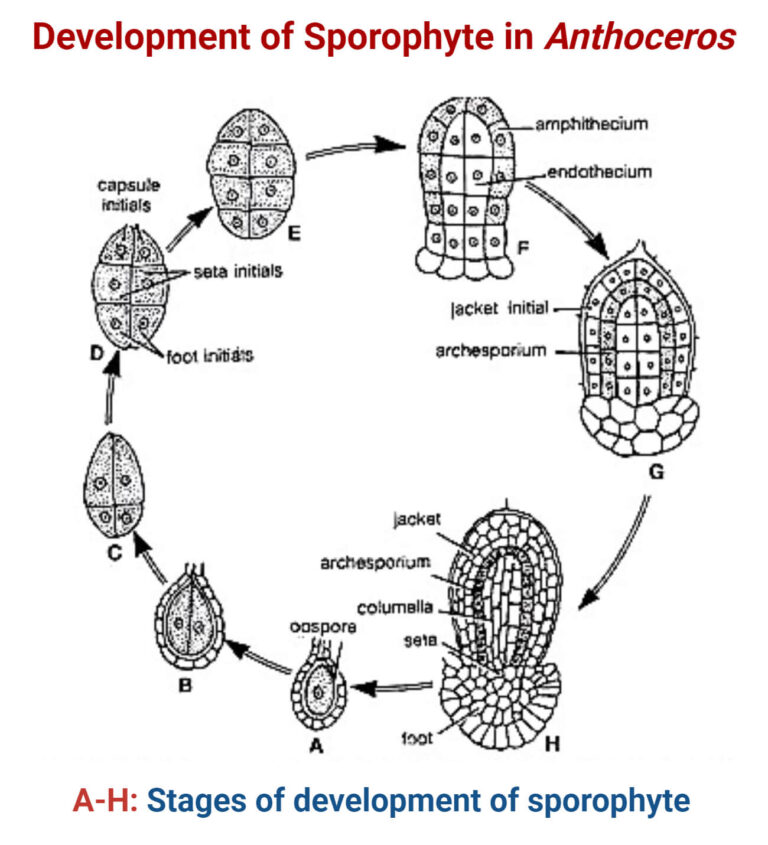Anthoceros: Structure, Reproduction, Life Cycle, Diagram, Uses
