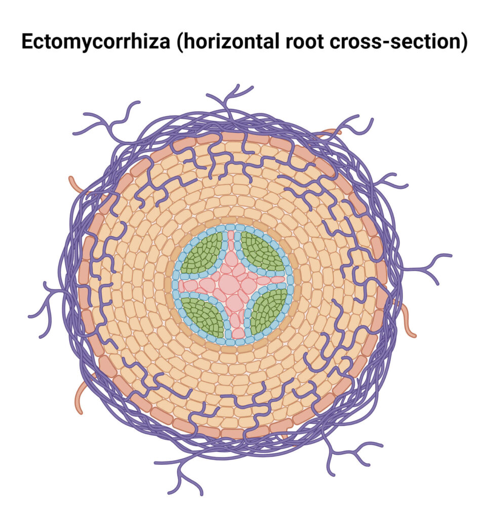 Mycorrhiza: Definition, Types and Significances