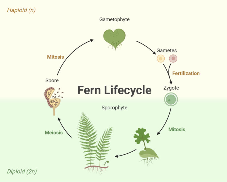 Pteridophytes: Features, Classes, Reproduction, Applications