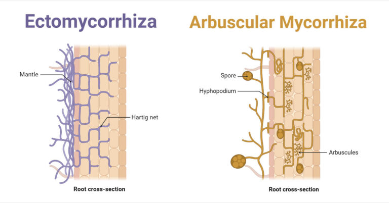 Mycorrhiza: Definition, Types and Significances