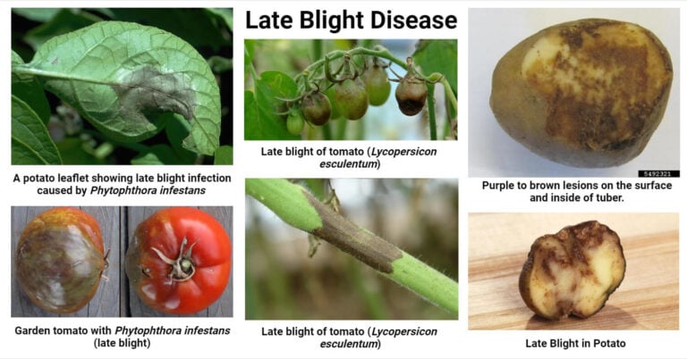 Late Blight Disease: Causes, Symptoms, Cycle, Control