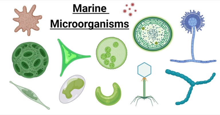 Marine Microorganisms (Viruses, Bacteria, Fungi, Protozoans, Microalgae)