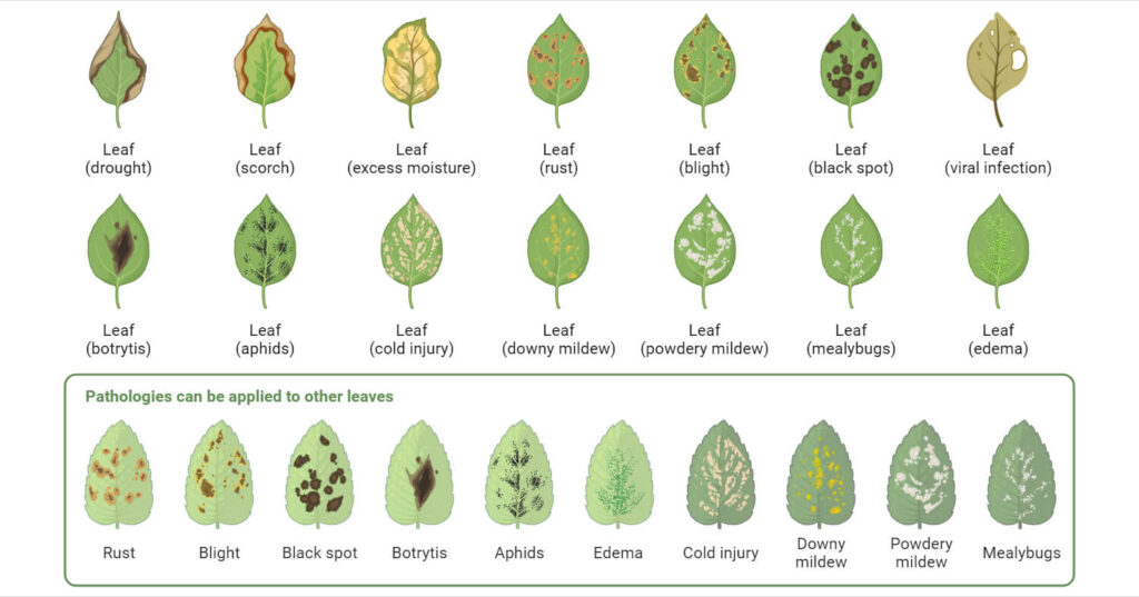 Plant Pathology (Phytopathology): An Introductory Guide