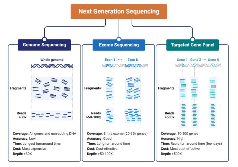 Whole Exome Sequencing (WES): Principle, Steps, Uses, Diagram Whole Exome Sequencing (WES): Principle, Steps, Uses, Diagram