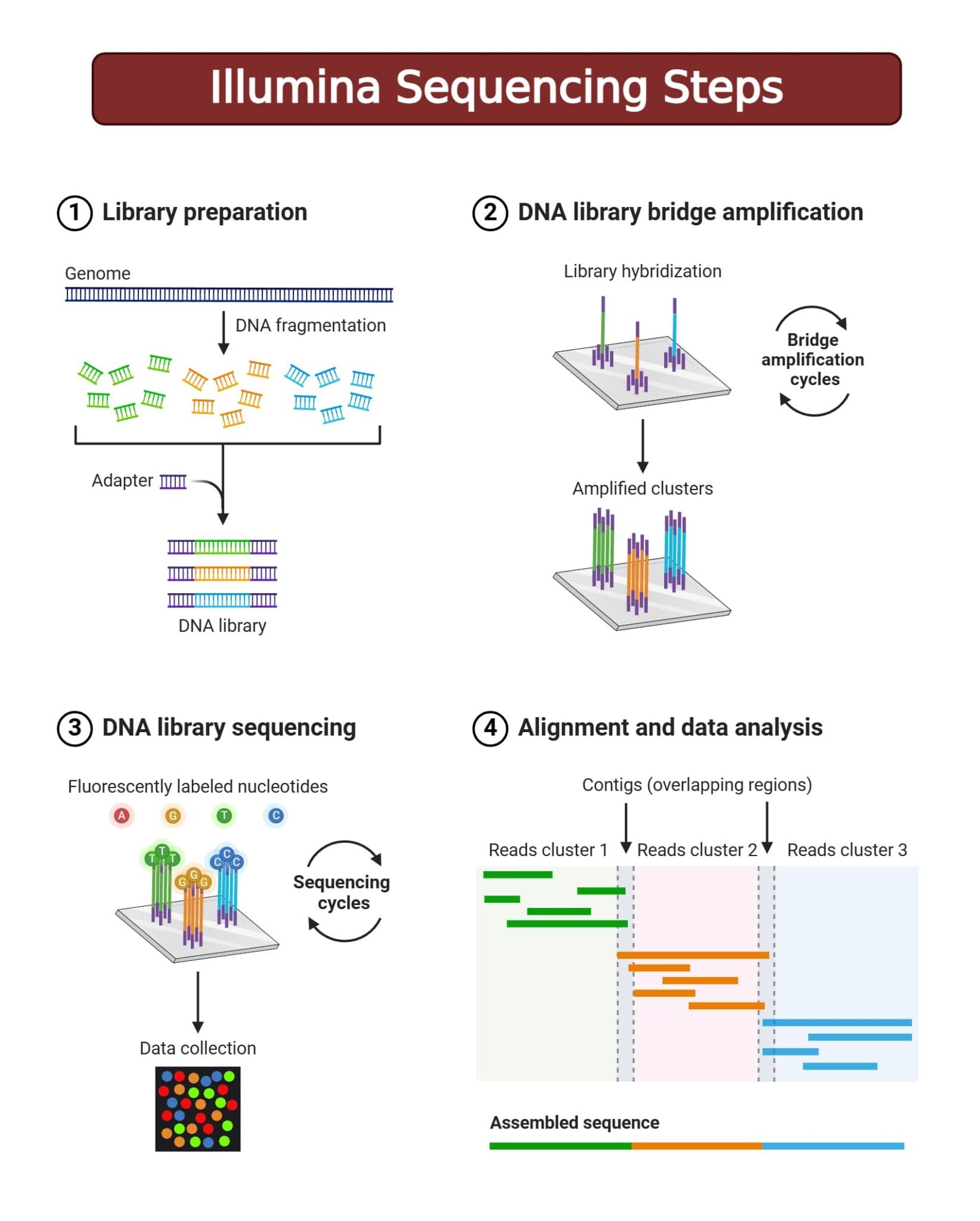 Illumina Sequencing Principle Steps Uses Diagram