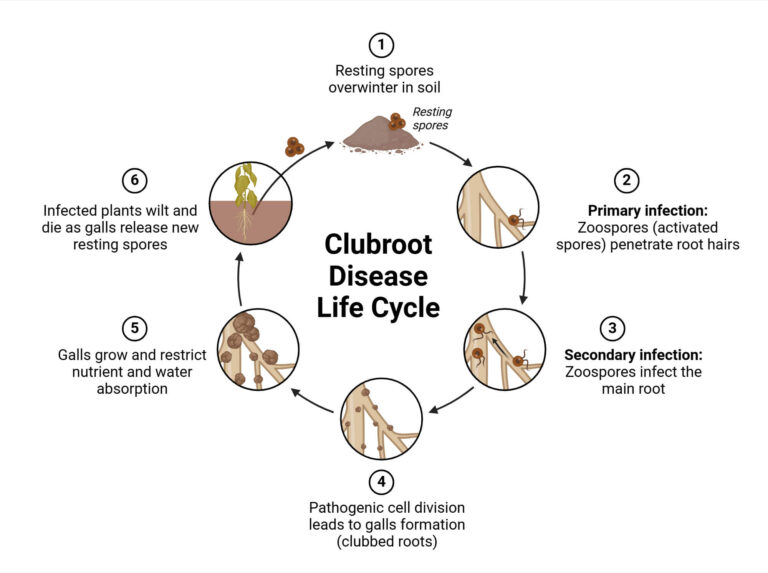 Clubroot Disease: Causes, Symptoms, Disease Cycle, Control
