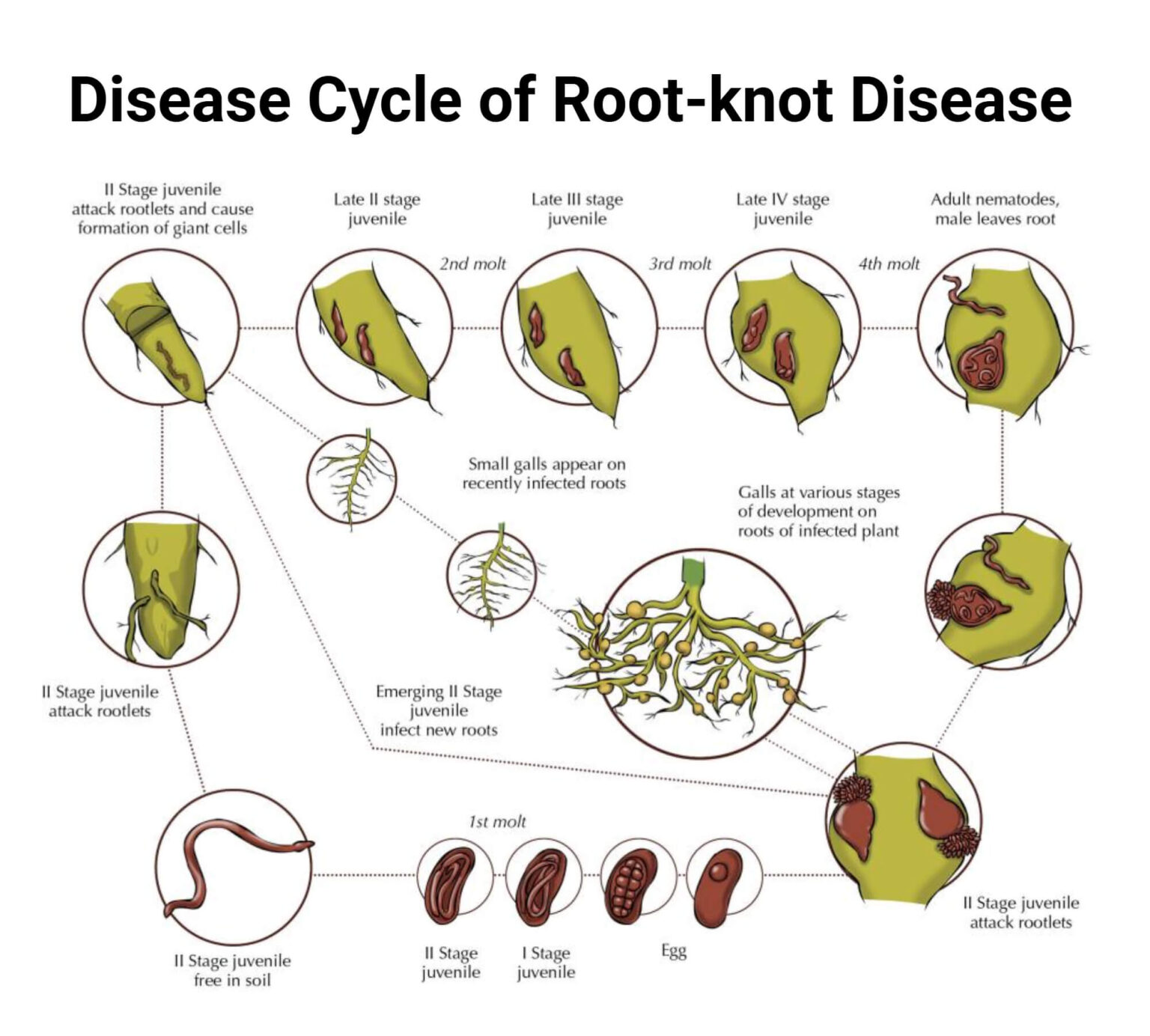 Root-Knot Disease: Causes, Symptoms & Control Methods