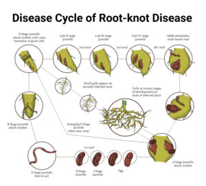 Root-Knot Disease: Causes, Symptoms & Control Methods