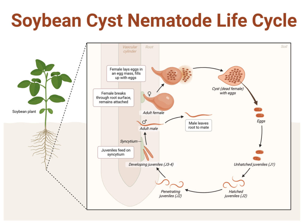 Soybean Cyst Nematode: Causes, Cycle & Control Strategies