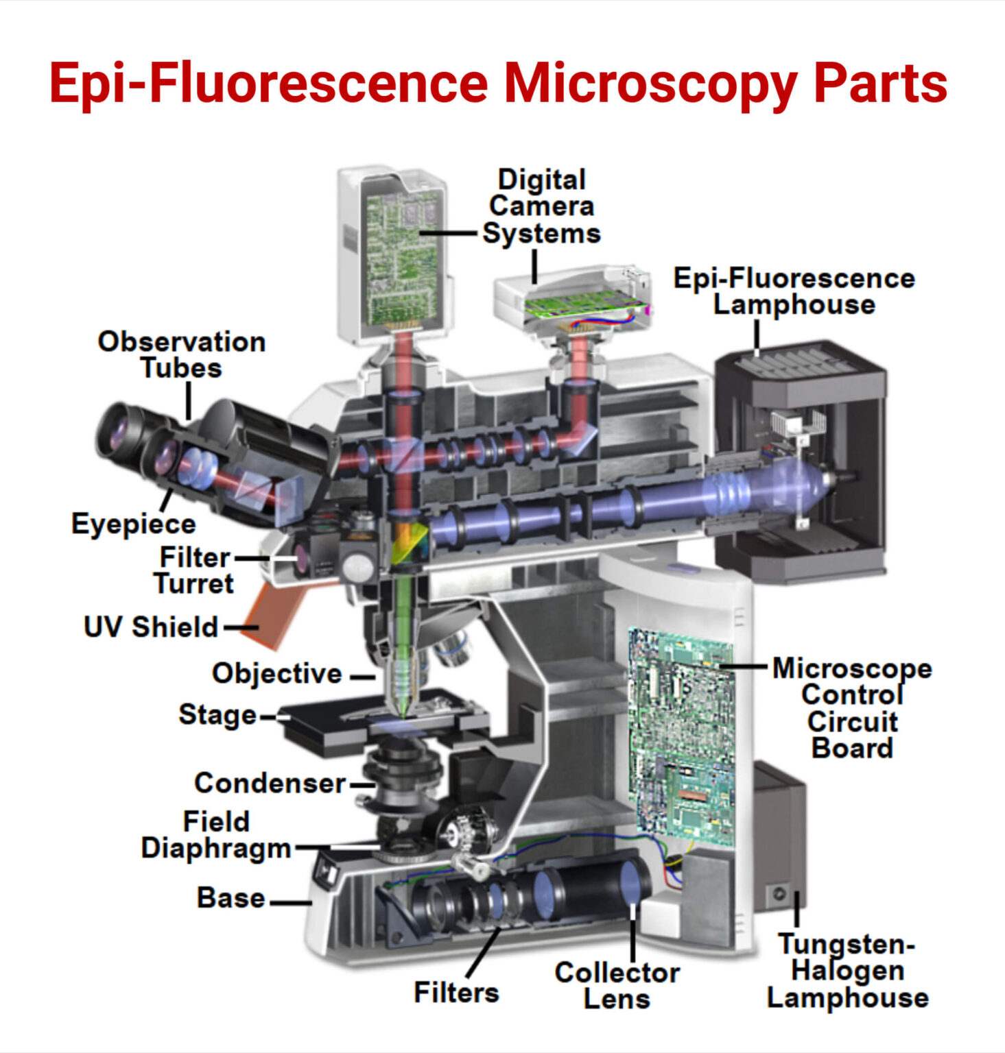 Epi-Fluorescence Microscopy: Principle, Parts, Steps, Uses