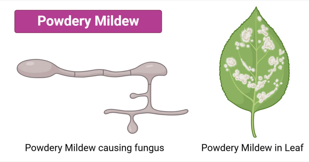 Powdery Mildew: Causes, Symptoms, Disease Cycle, Treatments