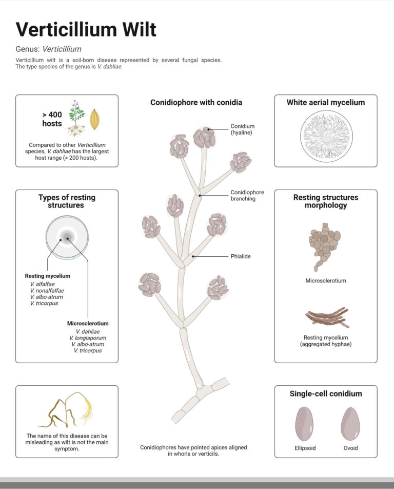 Verticillium Wilt: Causes, Symptoms, Disease Cycle, Control