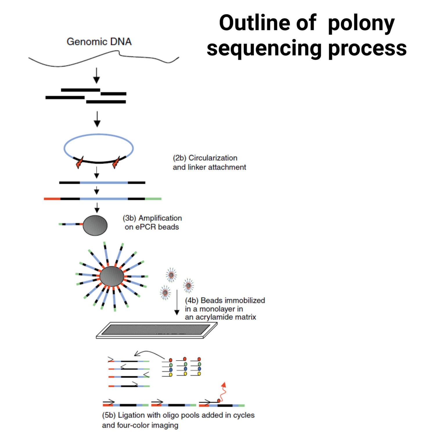 Polony Sequencing: Principle, Steps, Uses, Diagram