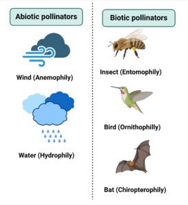 Pollination: Types, Agents, Process, and Importance