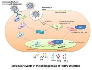 Human metapneumovirus and HMPV Infection Explained