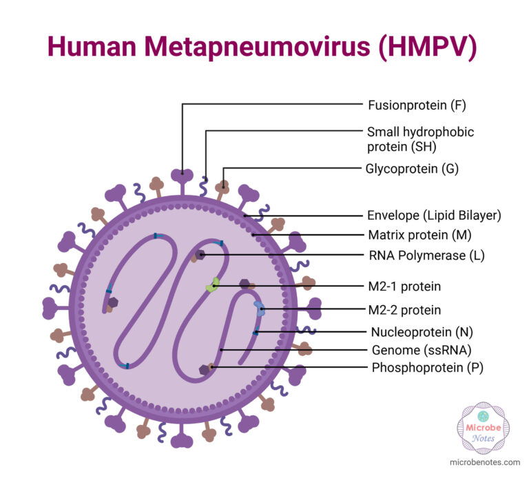 Human metapneumovirus and HMPV Infection Explained