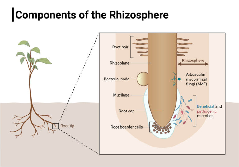 Plant Roots: Structure, Types & Essential Functions