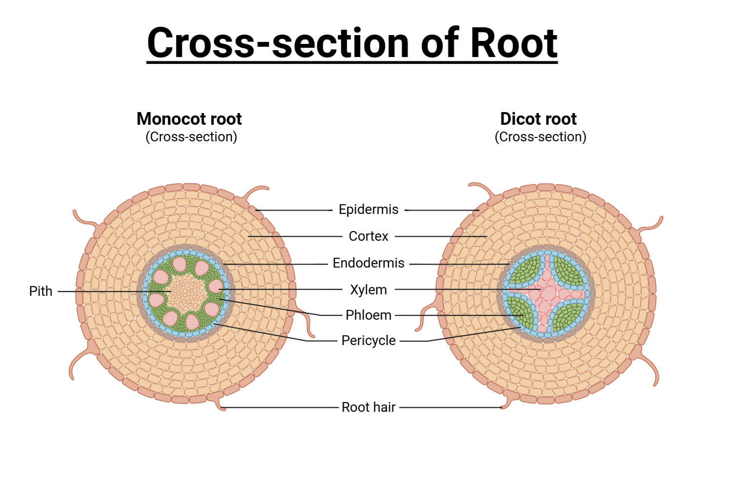 Plant Roots Structure Types Essential Functions Plant Roots Structure Types Essential Functions