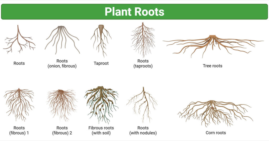 Modified Root Of A Plant Modified Root Of A Plant