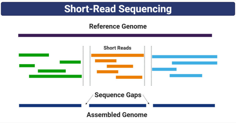 Short-Read Sequencing: Principle, Process, Examples, Uses