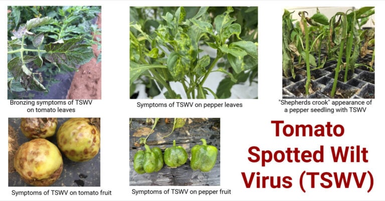 Tomato Spotted Wilt Virus (TSWV): Structure, Symptoms, Diseases