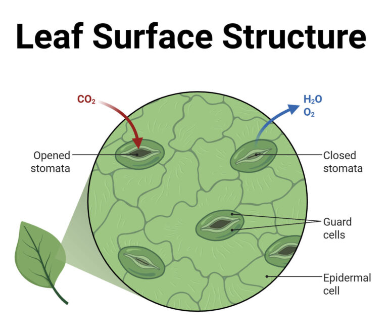 Plant Leaf: Features, Structure, Parts, Functions, Facts