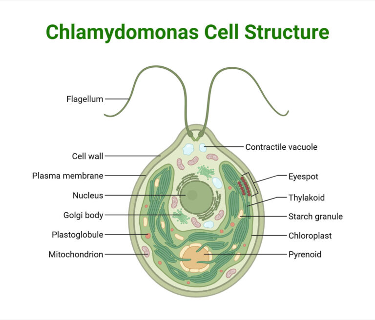 Green Algae (Chlorophyta): Characteristic, Class, Importance