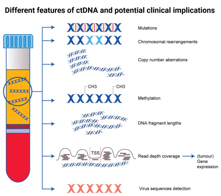 Circulating Tumor DNA (ctDNA) Sequencing: Principle, Steps, Uses